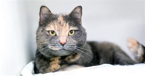 Dilute Tortoiseshell Cat Muted Cat Coloring