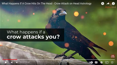 Under The Angsana Tree Spate Of Crow Attacks