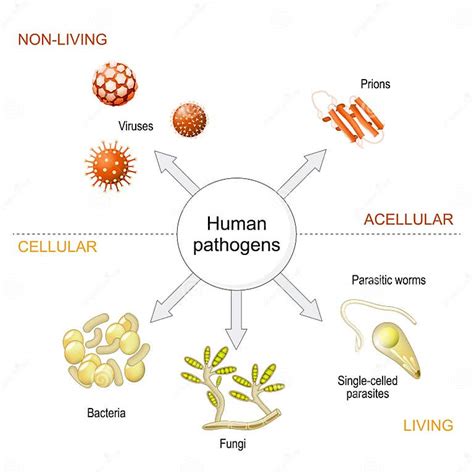 Pathogens Types Of Infectious Agents Stock Vector Illustration Of Cell Influenza 268824809
