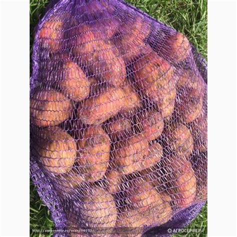 Продам картофель оптом купить картофель оптом Брянск —