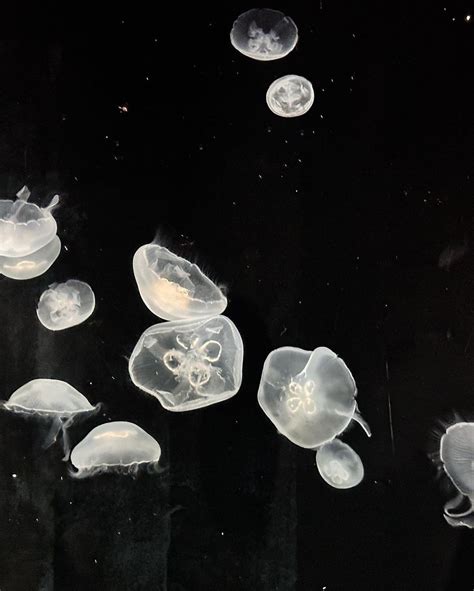 Huh Yunjin On Instagram Its A Jellyfish World And Im Just Living In