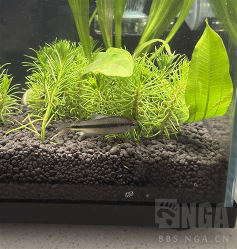 提问 新手养鱼 这个小黑鱼是什么鱼 Nga玩家社区