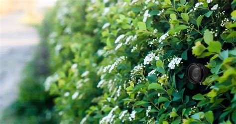 How To Hide Security Camera Outside In Plain Sight