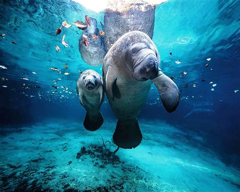 Manatees Edible Icing Sheets Assorted Image Cake Philippines Ubuy