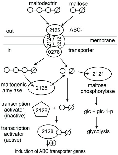 Hypothetical Model Of The Abc Transporter System The Putative Function