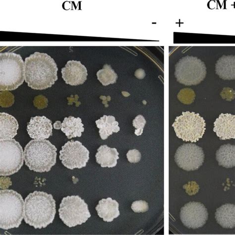 Boron Sensitivity Assay In The Umrrm75 Gfp∆umrrm75 Complementary