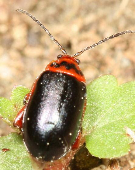 ID Help Please Kuschelina Thoracica BugGuide Net