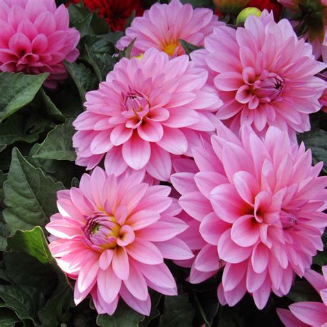 Dahlia Lubega Xl Pink Garden Express