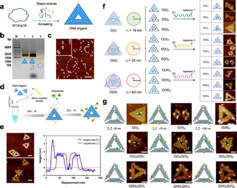 Design And Characterization Of Dna Origami Based Modular 2d Nanoarrays Download Scientific