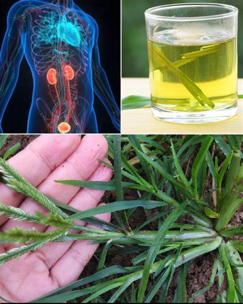 Goosegrass Health Benefits And Uses Trend Hub News