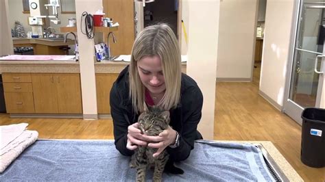 Penn Foster Externship 1 Skill 9 Feline Sternal Restraint Youtube