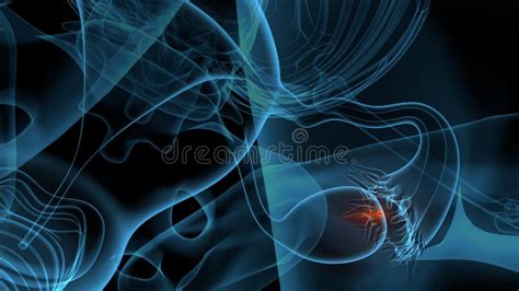 3d Illustartion Of Femail Reproductive System Anatomy Stock Illustration Illustration Of Cells