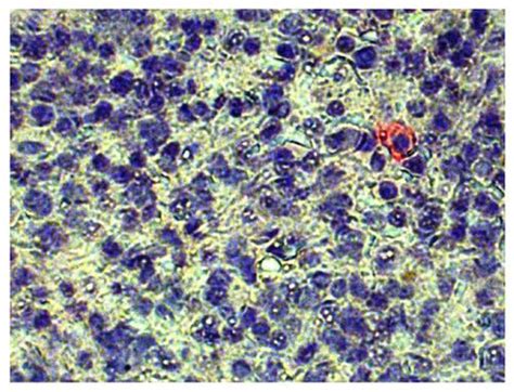 Goat Anti Mouse Lambda Light Chain Antibody Ap Pre Adsorbed Arg21558 Arigo Biolaboratories