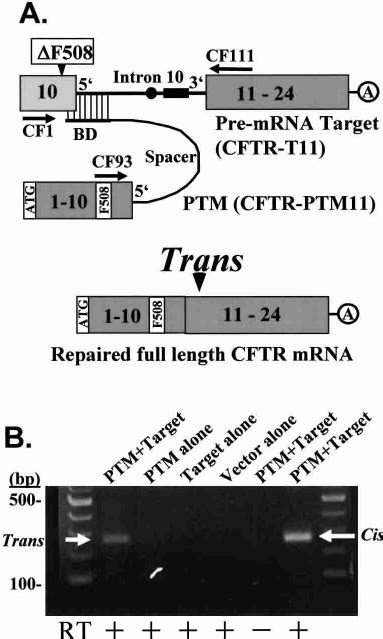 Cftr Model Constructs And Illustration Of Trans Splicing By 5 Ј Exon