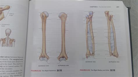 Humerus Radius And Ulna Diagram Quizlet