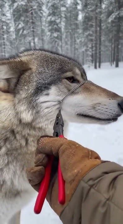 Man Risks Everything To Free A Wolf Trapped By Metal Wire In The Snow