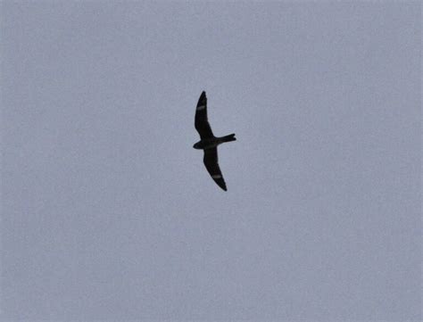 How To Identify Birds By Their Flight Patterns Bird