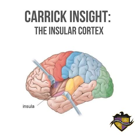 Insular Cortex Diagram Insular Cortex Diagram