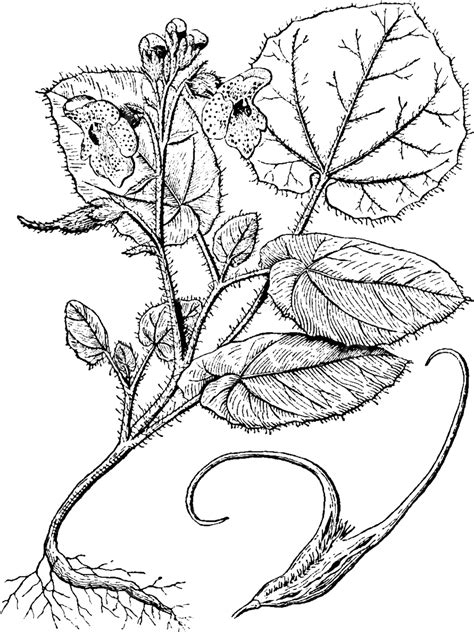 Proboscidea Vintage Illustration Art Vintage Proboscidea Vector Art