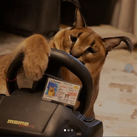 Big Floopa Yes 😾🐱😤 Sirfloppa Bigfloppa Floppa Caracal