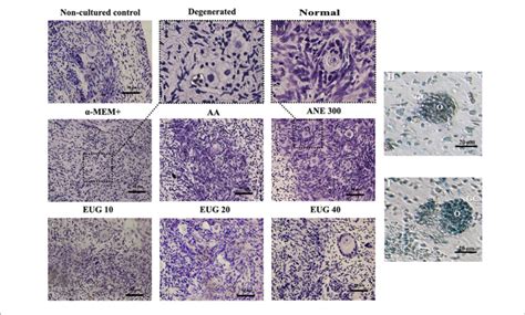 Representative Images Showing Histological Aspects Of Morphological