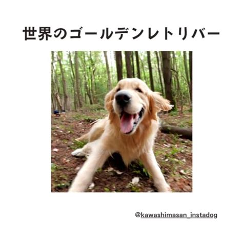 Lelivros Golden Retrievers Of The World Which Is The Worlds Most Difficult To Understand