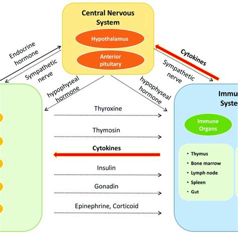 The Interaction Of Neuroendocrine Immune System The Interaction Of Download Scientific Diagram