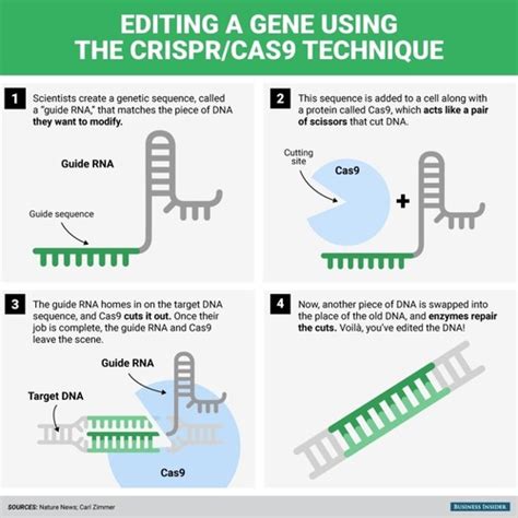 Biology Topic 4 Genetics 2025 Quizlet