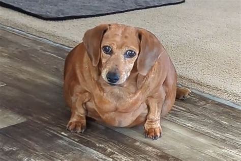 Fattest Dogs House