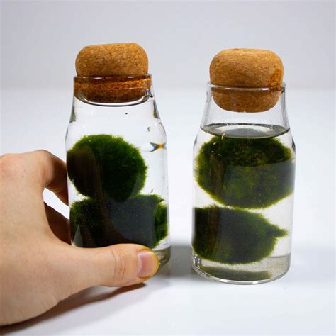 Marimo Aquarium For Sale Ome