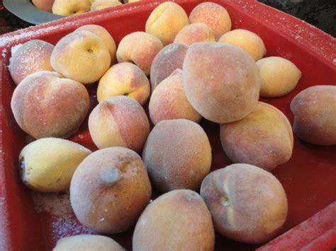 Frozen Peacheseasy Store Easy Peel Easy Stone Removal We Are Not
