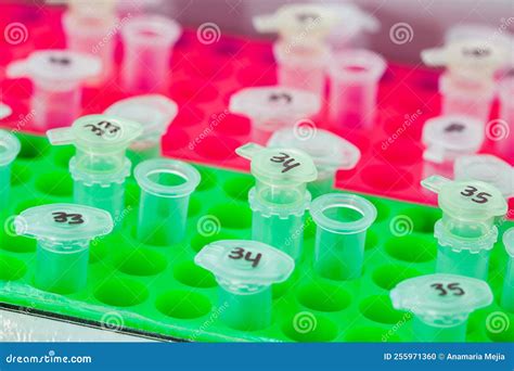 Rack Of Test Tubes Being Used For Dna Extraction Using The Spin Column