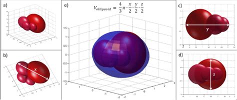 13 Illustration For Tumor With Irregular Structure Berry Shaped A