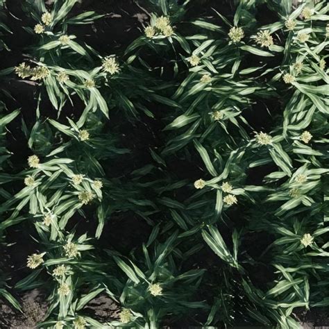 High Resolution Uav Image Generation For Sorghum Panicle Detection Deepai