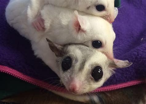 Pregnant Sugar Glider