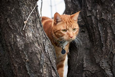 Katzenkopf Der Getigerten Katze Des Ingwers Schoss Roter Oben Schauen