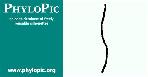 Trichormus Variabilis Cc0 1 0 Phylopic