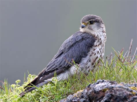 13 Backyard Birds That Are Actually Ruthless Killers And What Theyre