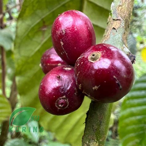 Jual KUKURING Biji Buah Kopi Matang Pilihan Per Kg 1 Kg Shopee Indonesia