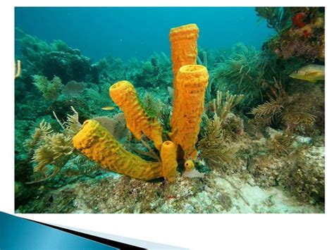 Invertebrates Examples Ppt Invertebrates Examples Ppt