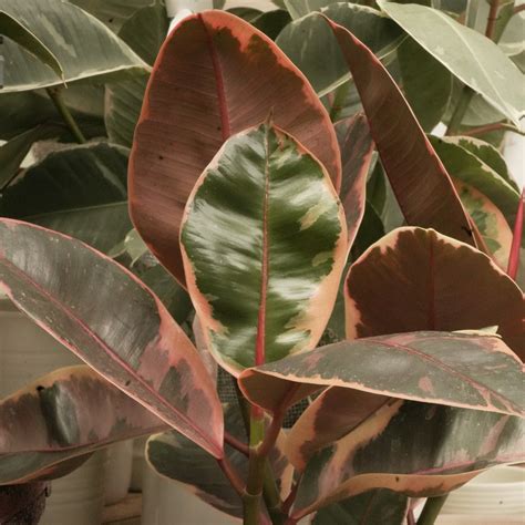 Ficus House Plant Pemberton Valley Nurseries