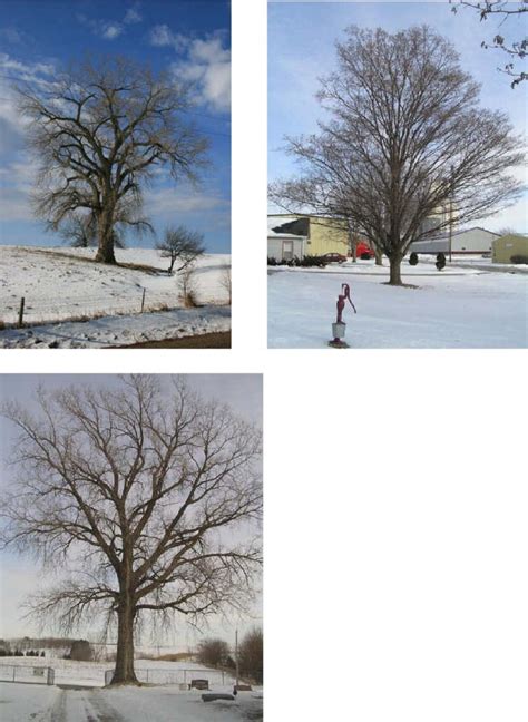 How To Draw Trees With Pencil