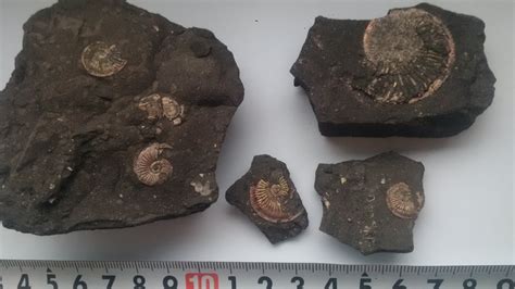 Frozen Fossils Page 2 Fossil Hunting Trips The Fossil Forum