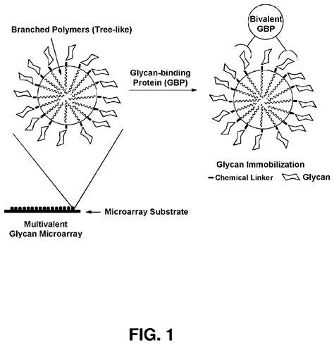 Multivalent Glycan Microarray Platform Eureka Patsnap