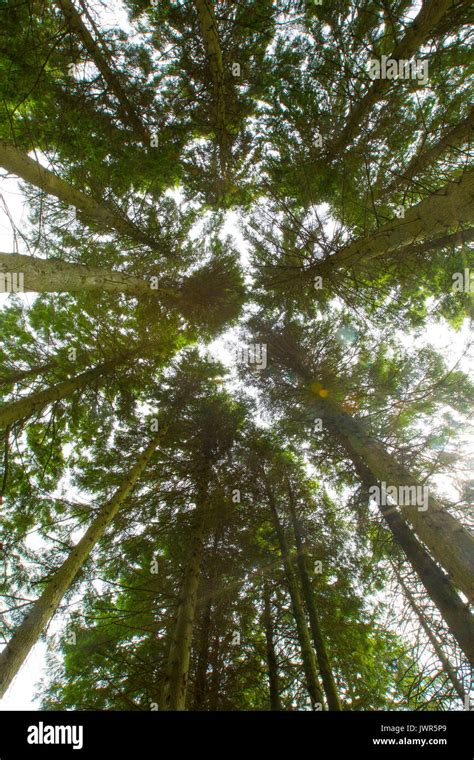 Tree Canopy Seen From The Ground Stock Photo Alamy