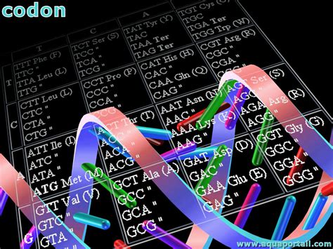 Codon Stop Définition Et Explications