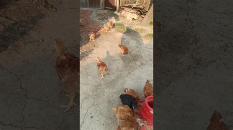 Tiger Murgi Natural Growth মুরগিরখামার Chicken Deshi Tranding Viral টাইগার মুরগি পালন