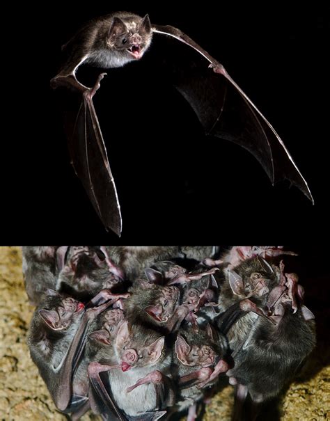Vampire Bats Current Biology