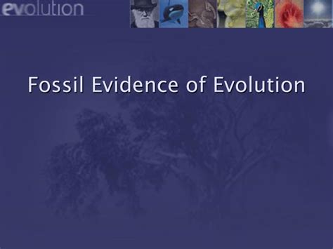 Ppt Fossil Evidence Of Evolution Powerpoint Presentation Free