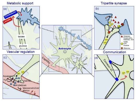 The Astroglia Control A Metabolic Support B Tripartite Synapse